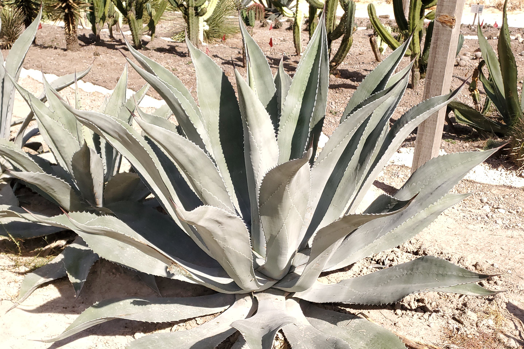 Catálogo Flora - Jardin Botanico