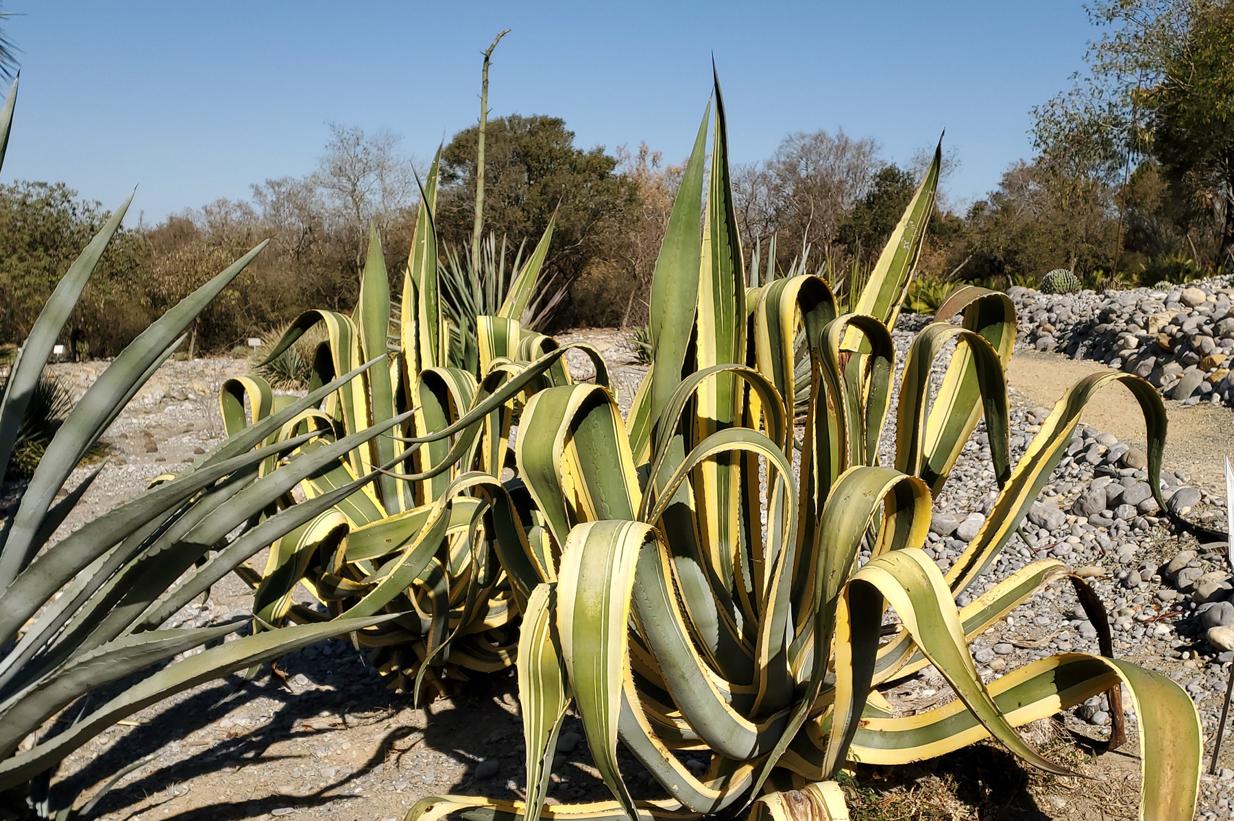 Catálogo Flora - Jardin Botanico