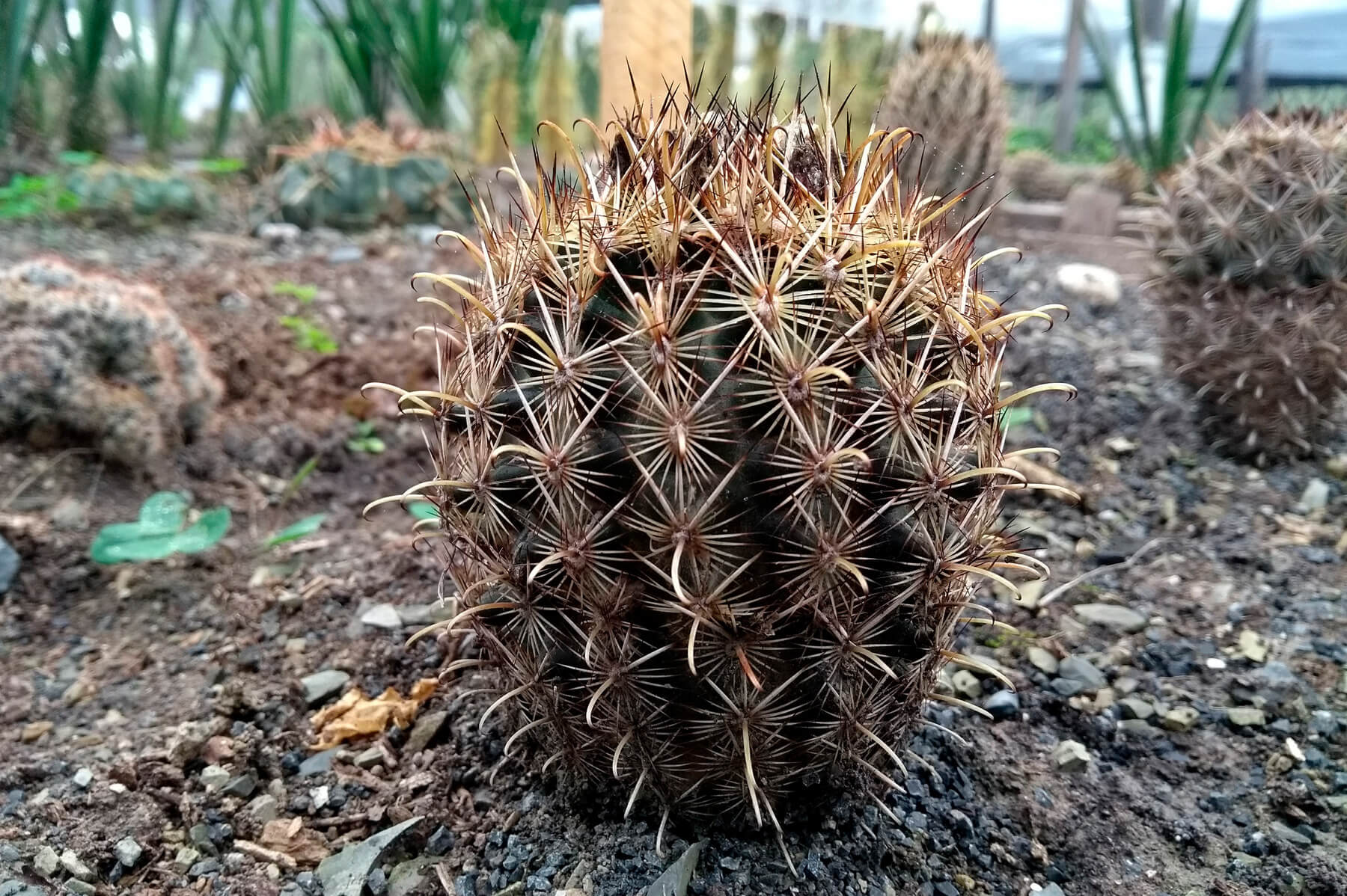 Catálogo Flora - Jardin Botanico