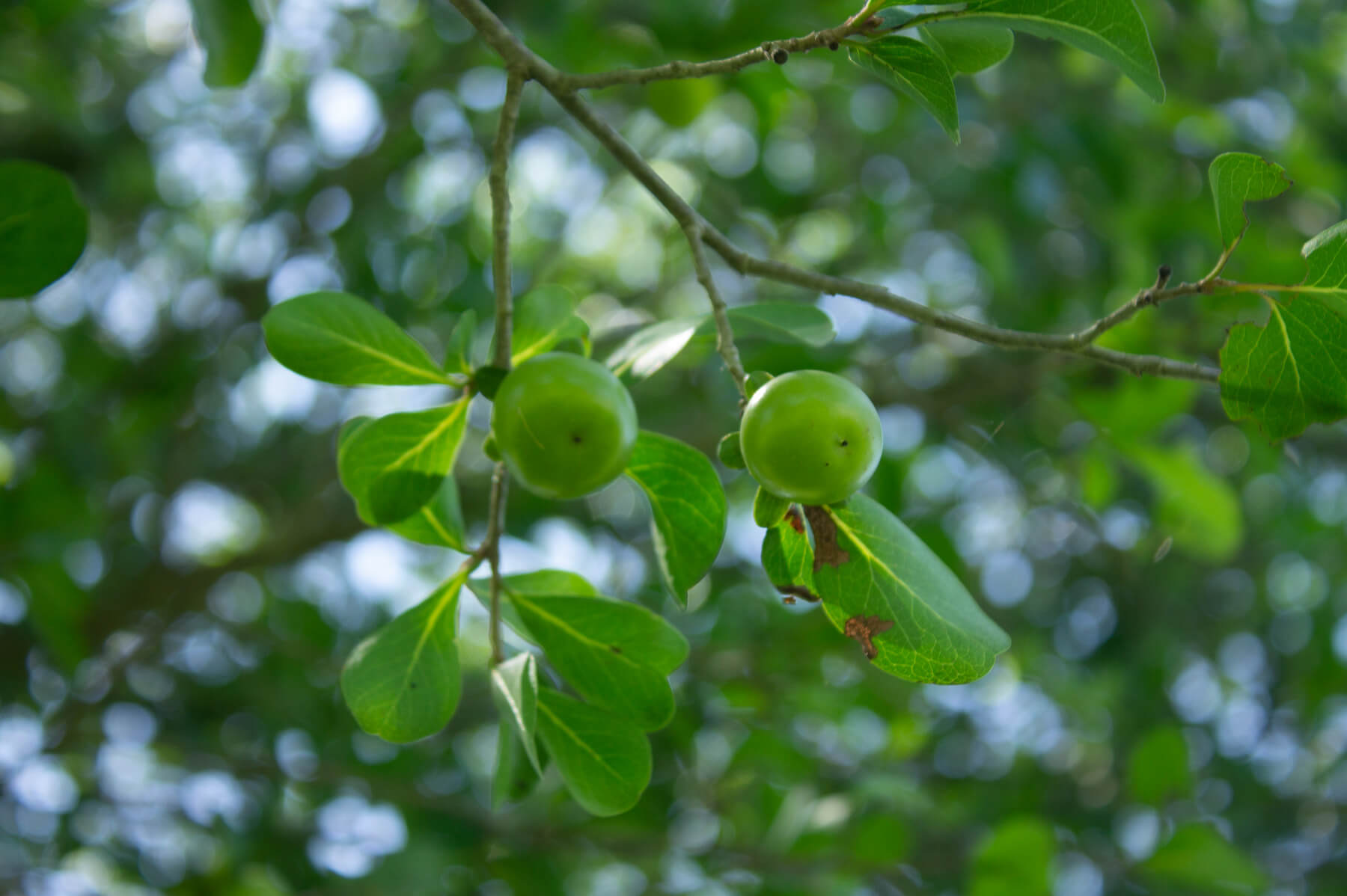 Catálogo Flora - Jardin Botanico