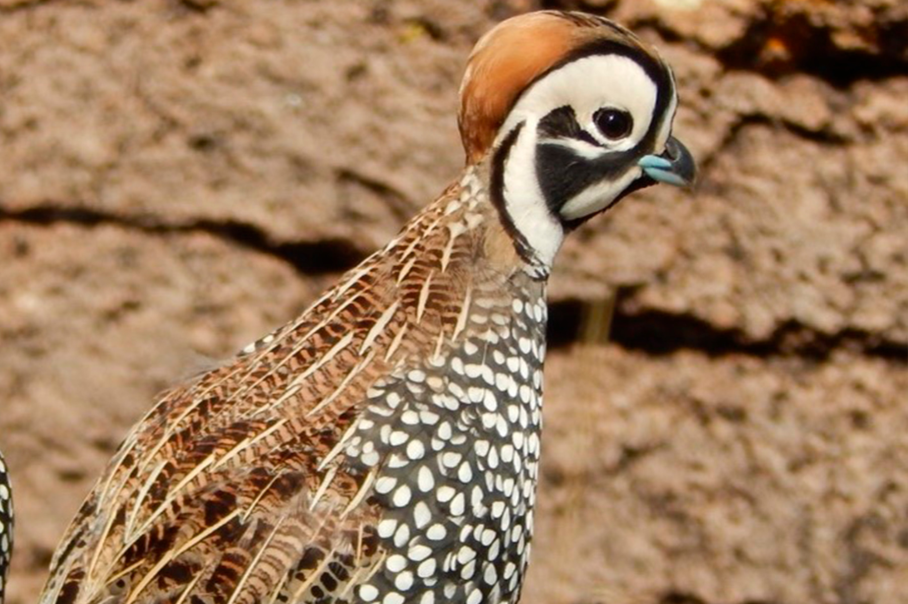 Catálogo Fauna - Jardin Botanico