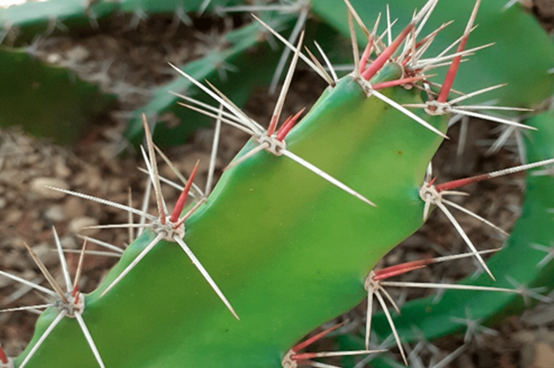 Catálogo Flora - Jardin Botanico