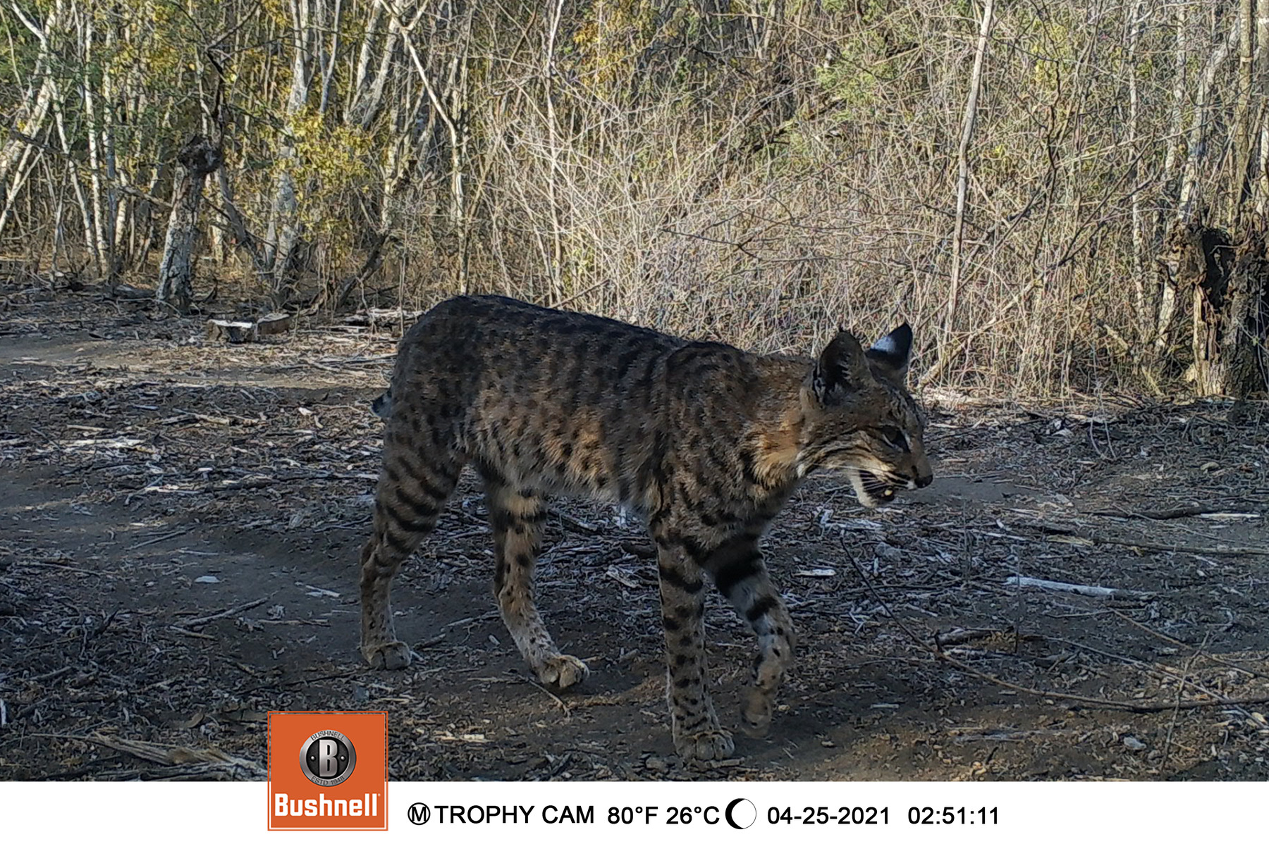 Catálogo Fauna - Jardin Botanico